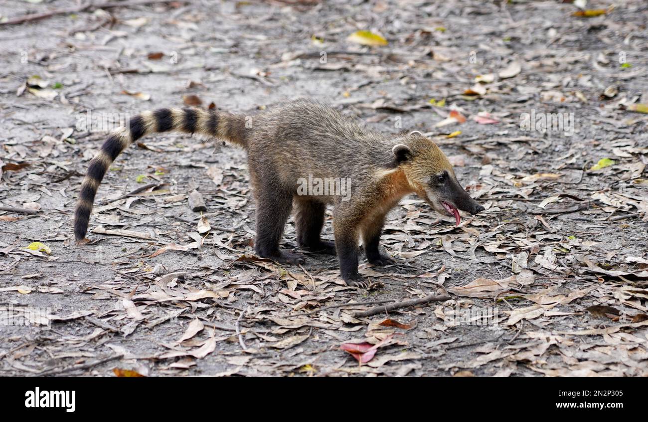 Quati also known as South American coati in Brazilian ecological park ...