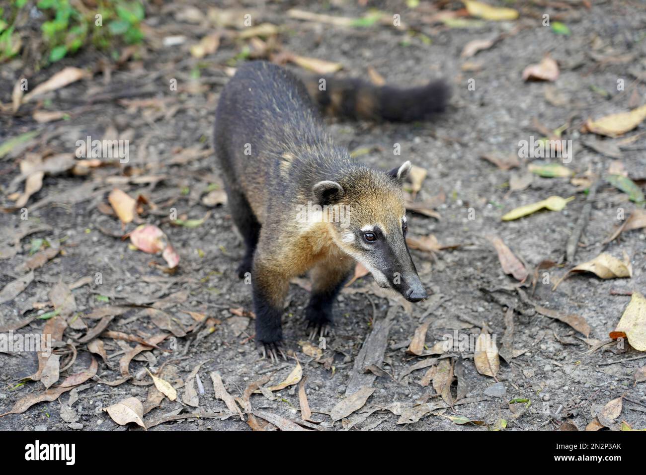 Puppy of quati also known as South American coati in Brazilian ...