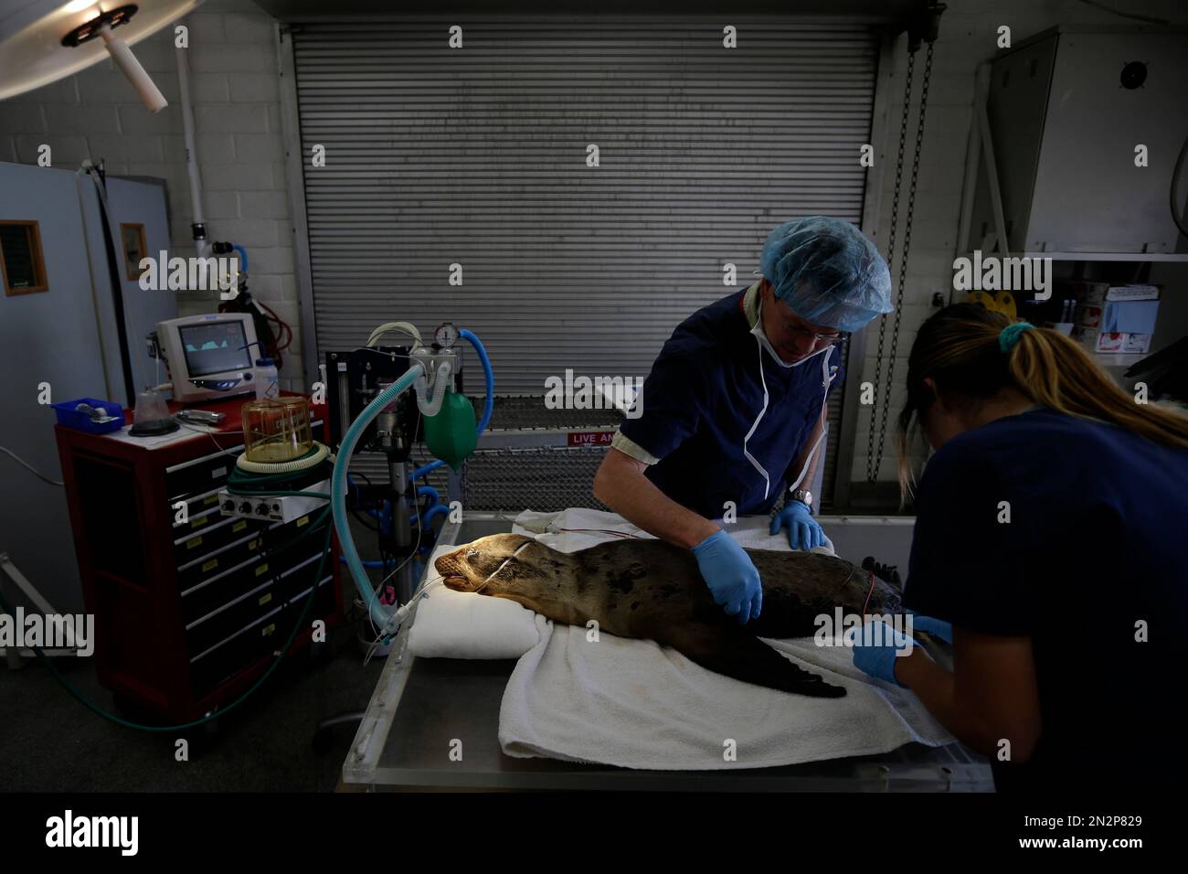 Dr Todd Schmitt, center, and veterinarian technician Jen Rego, right ...