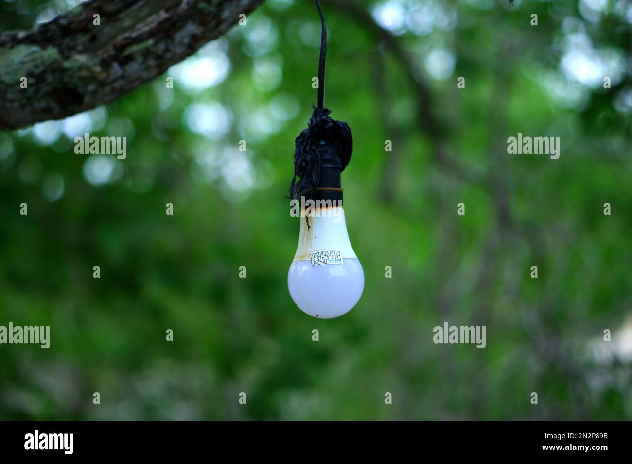 A White Light Bulb, Mounted On A Tree Against A Green Forest Background ...