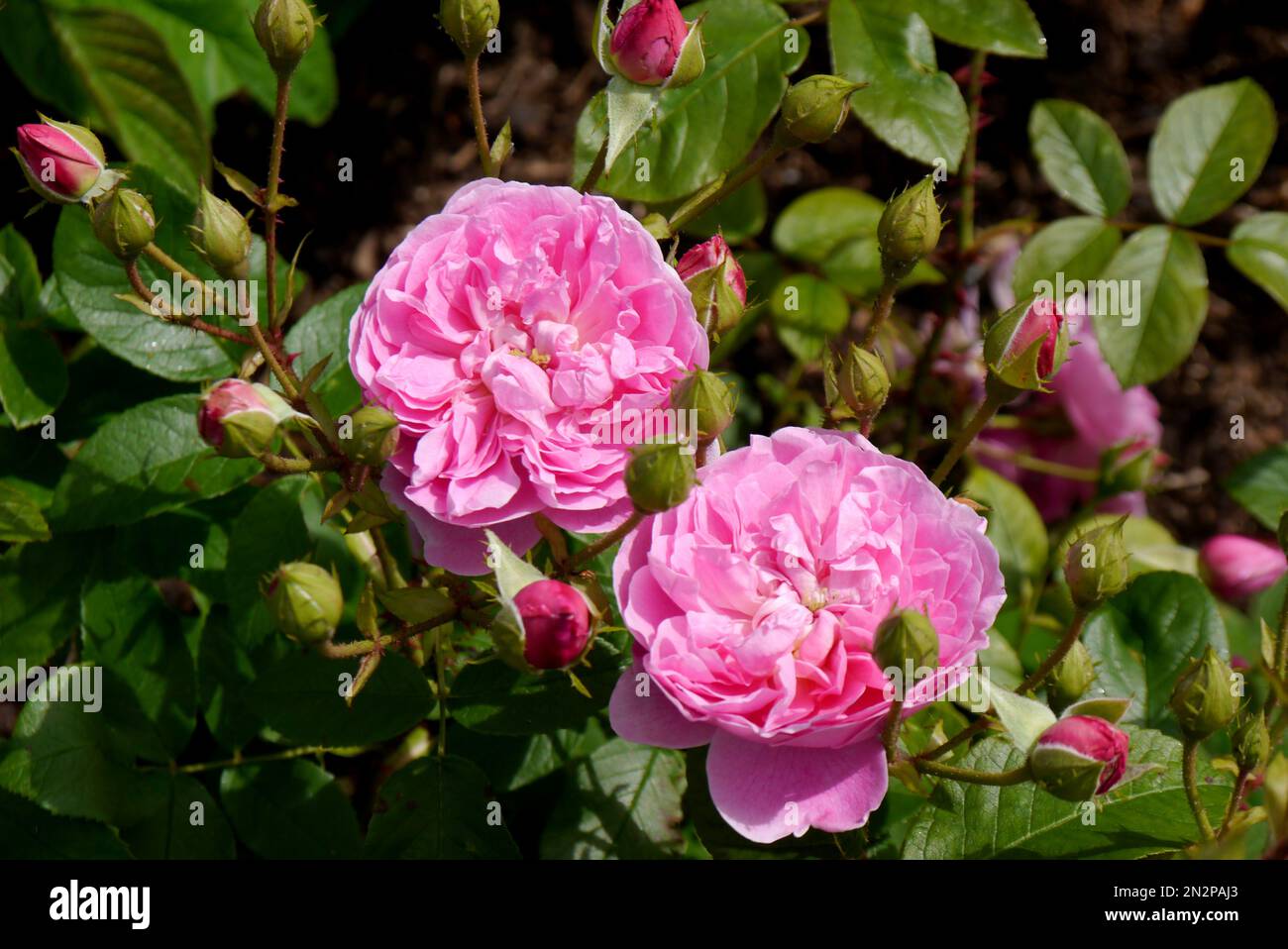 Pair of Pink Rosa 'Harlow Carr' (Aushouse) Double Rose Flower grown at ...