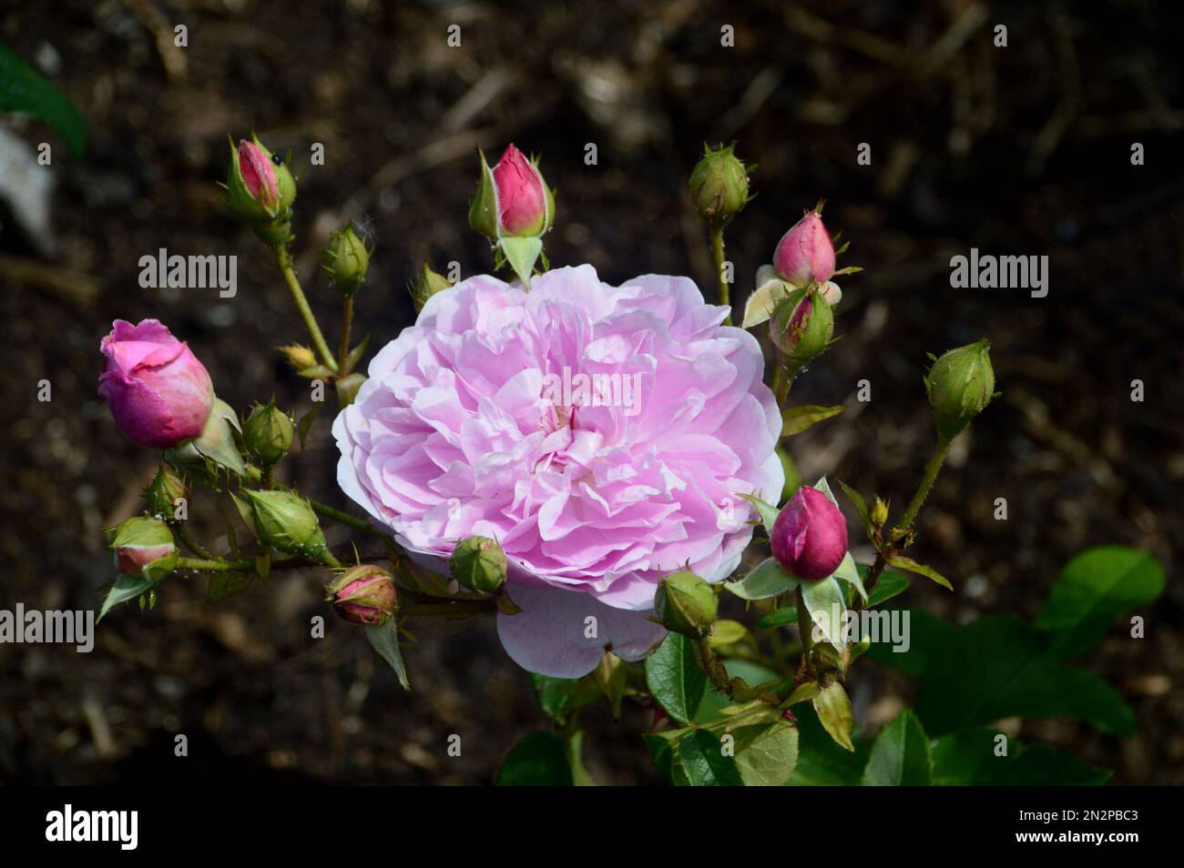 Single Pink Rosa 'Harlow Carr' (Aushouse) Double Rose Flower grown at ...