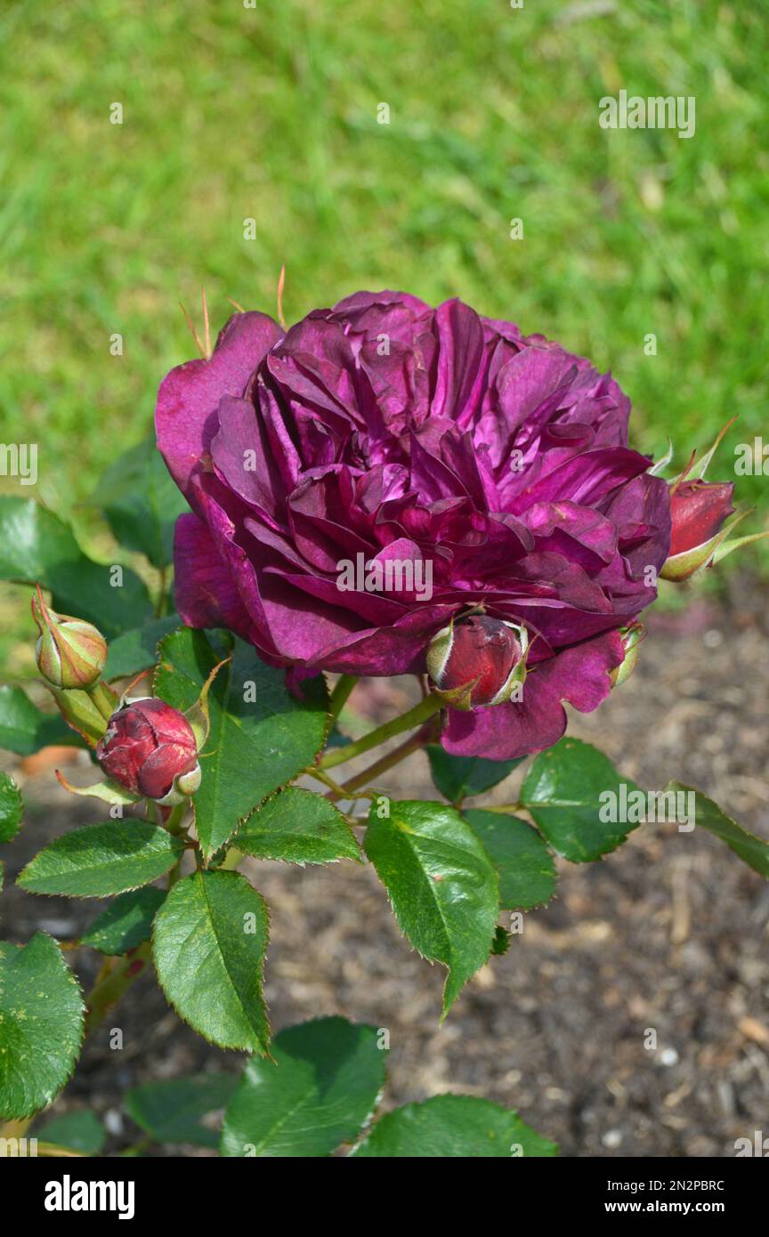 Single Deep Crimson Rosa 'Darcey Bussell ' (Ausdecorum) Double Rose ...