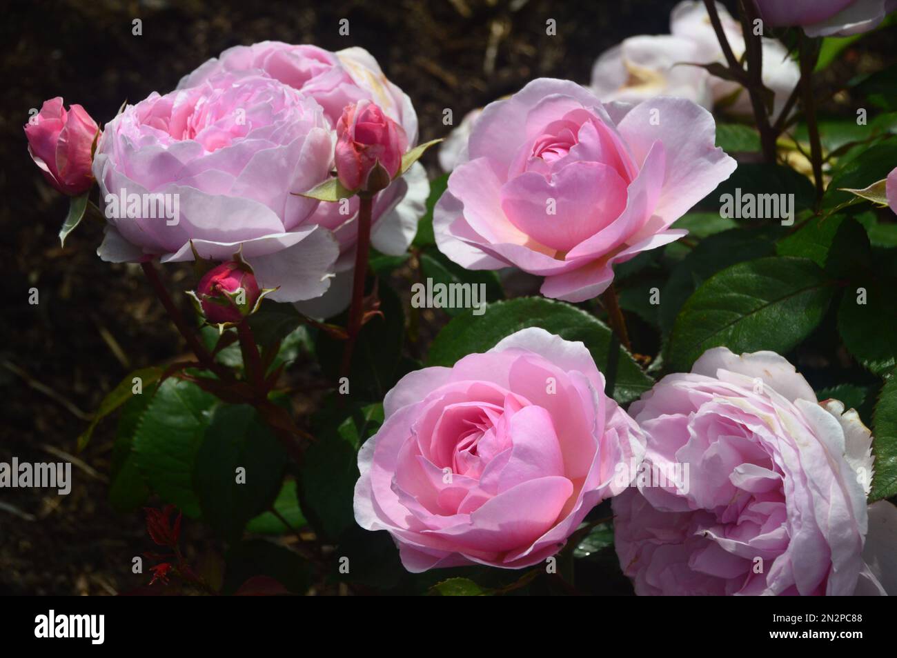 Bunch of Pink Rosa 'Scarborough Fair' (Ausoran) Semi-Double Rose Flower ...
