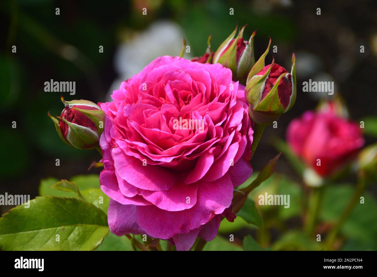 Single Deep Pink Rosa 'Gabriel Oak' Rose Flower grown at RHS Garden ...