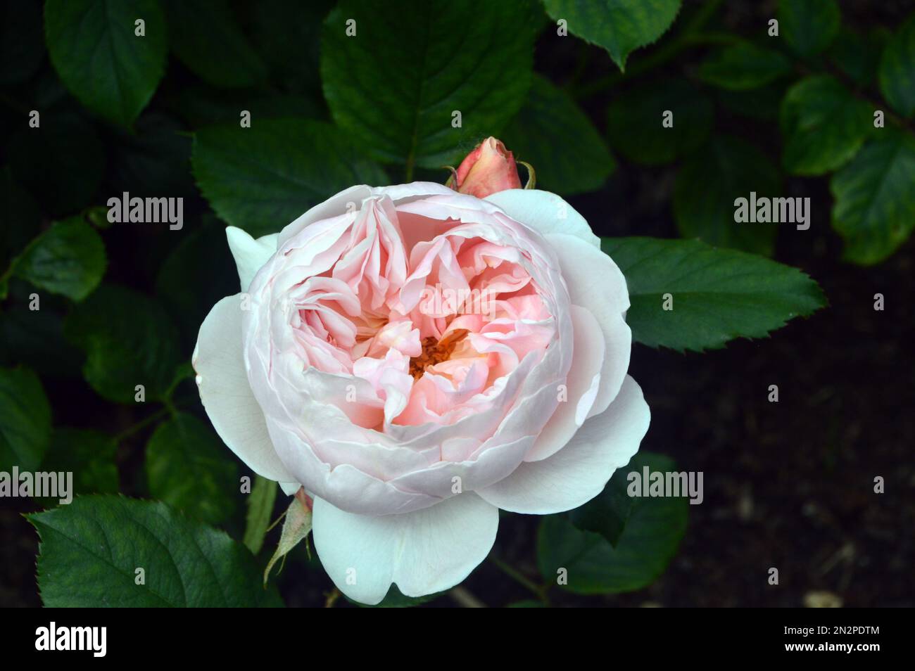 Single Apricot Coloured Rosa 'The Shepherdess' Rose Flower grown at RHS ...