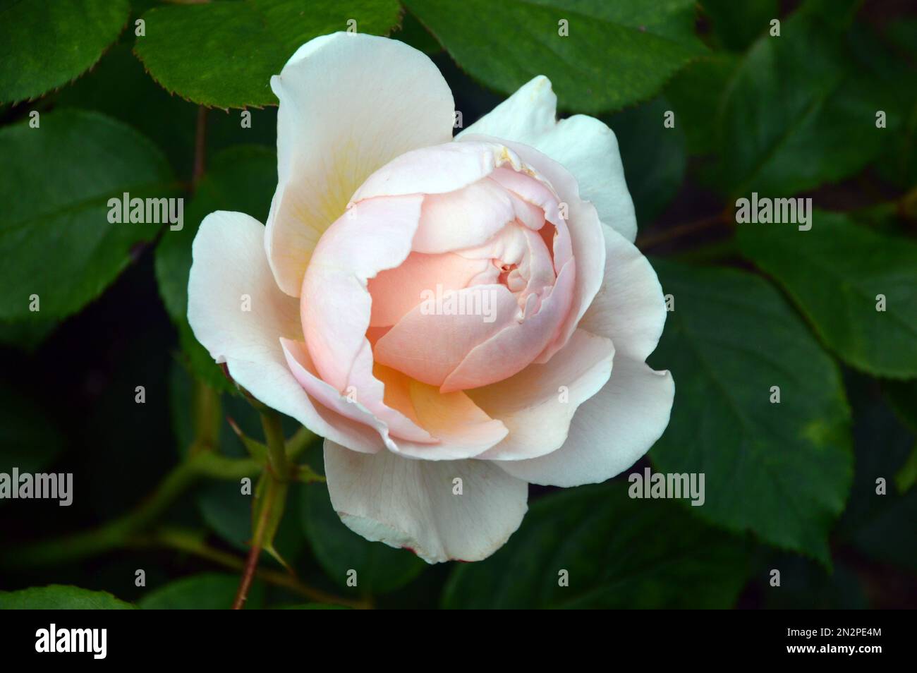 Single Apricot Coloured Rosa 'The Shepherdess' Rose Flower grown at RHS ...