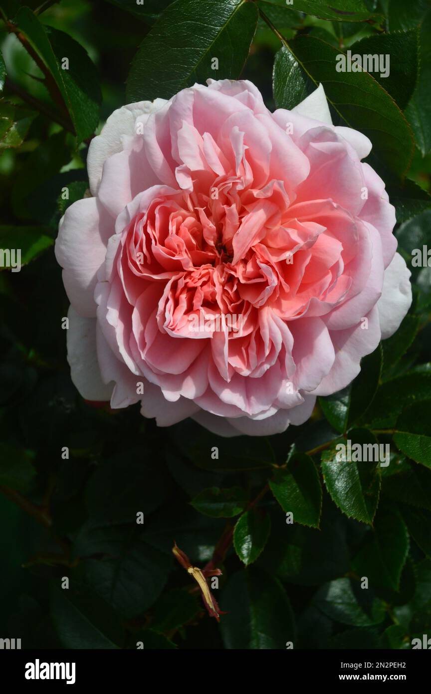 Single Pale Pink Rosa 'Wildeve' Double Rose Flower grown at RHS Garden ...