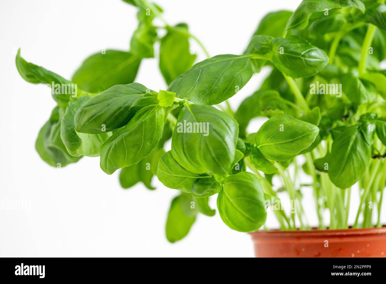 basil leaves on a white background Stock Photo - Alamy