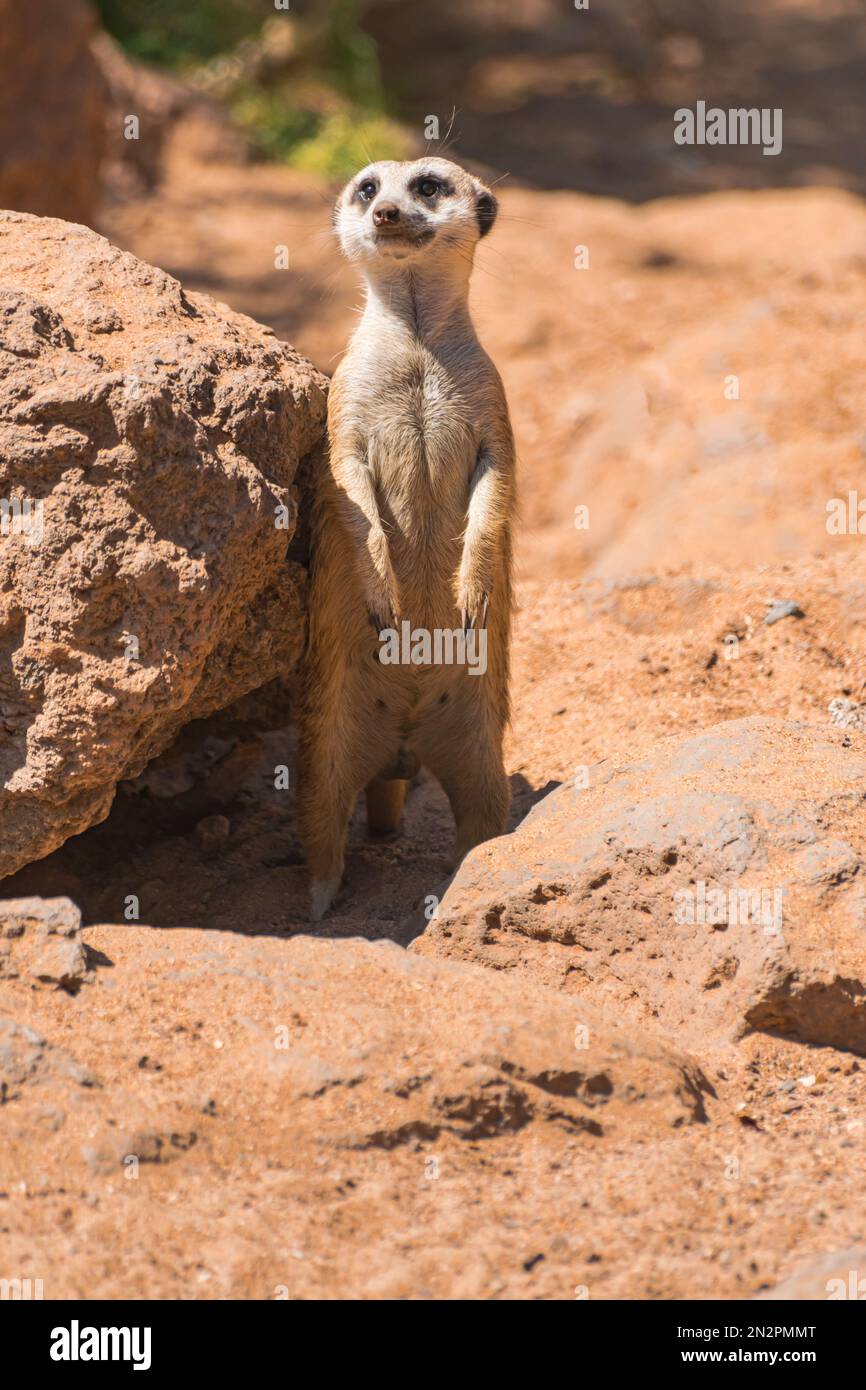 Suricate meerkat in standing hi-res stock photography and images - Alamy