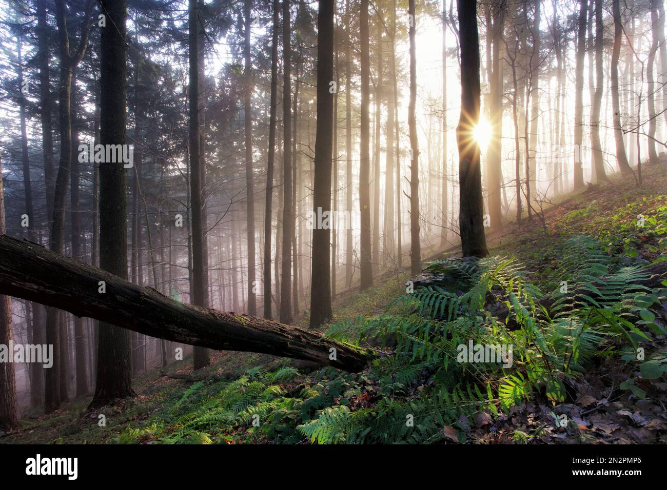 Primeval forest tree ferns moss hi-res stock photography and images - Alamy