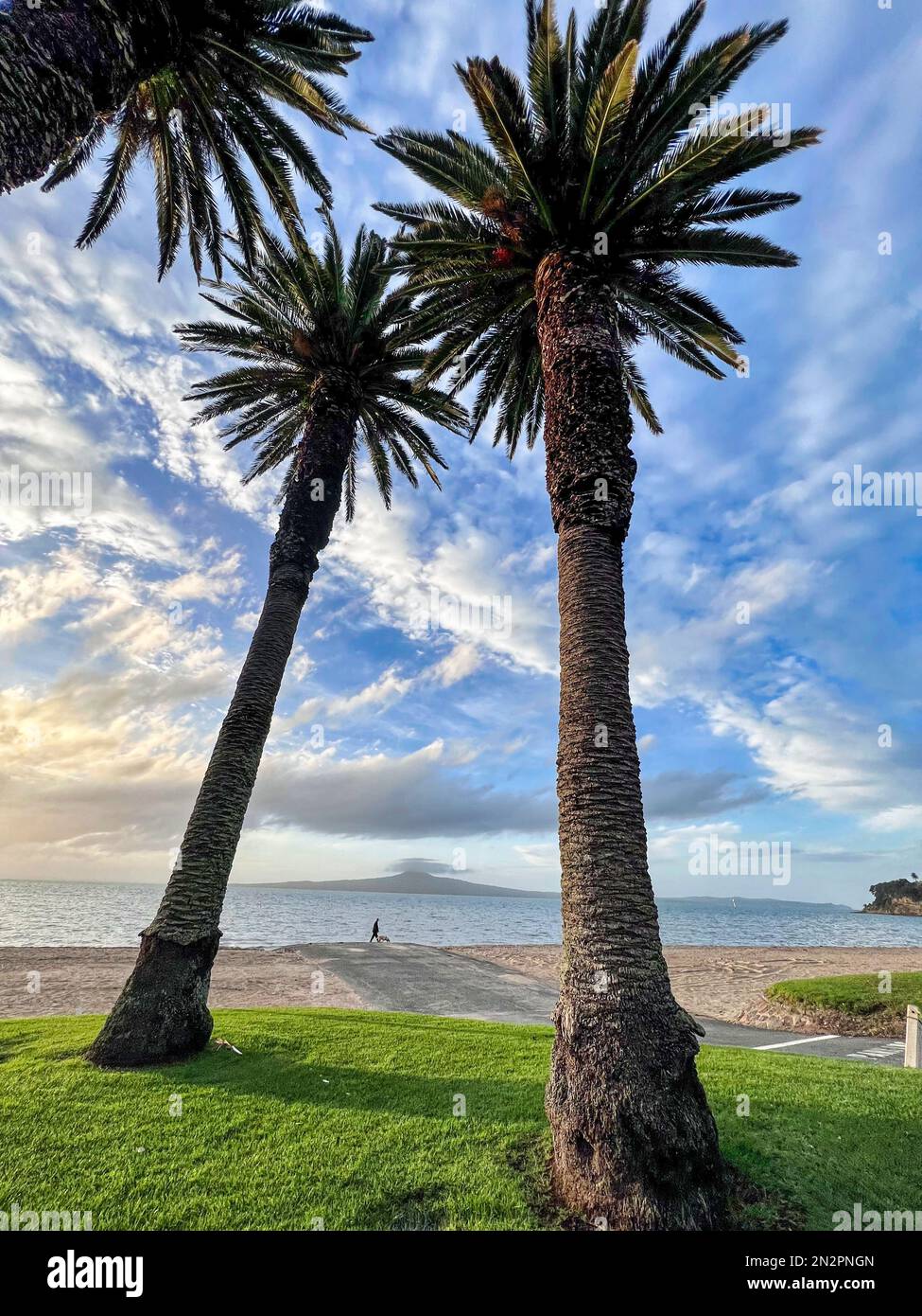 Distant view through Palm trees of a man walking his dog on St Heliers ...
