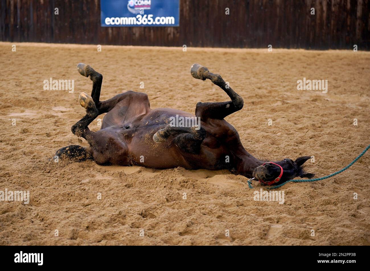 Delta Work rolls on the ground during a visit to Gordon Elliott's yard ...