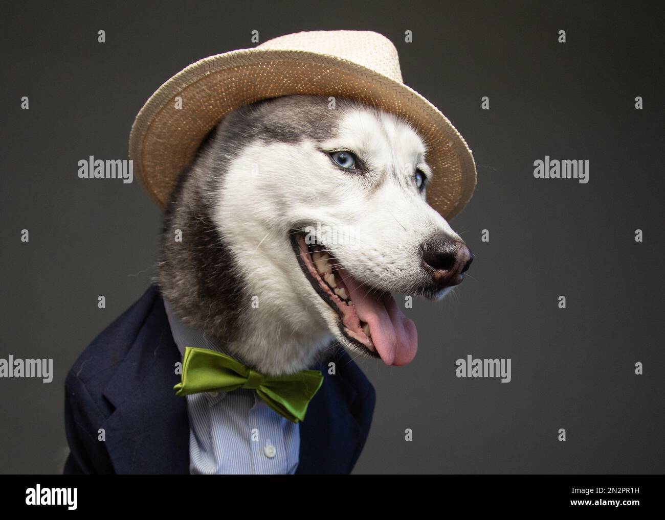 Portrait of a Siberian husky dressed in a smart suit and hat Stock ...