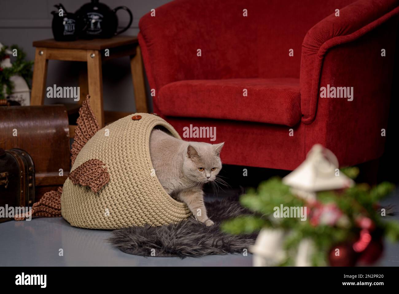 Cat getting out of a pet bed in a living room Stock Photo - Alamy
