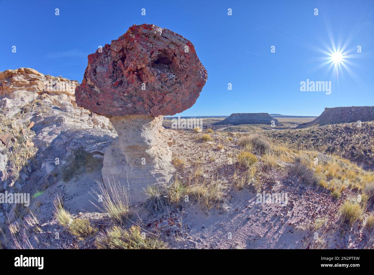 Giant petrified Log balanced on a sandstone pedestal, Red Basin Trail ...