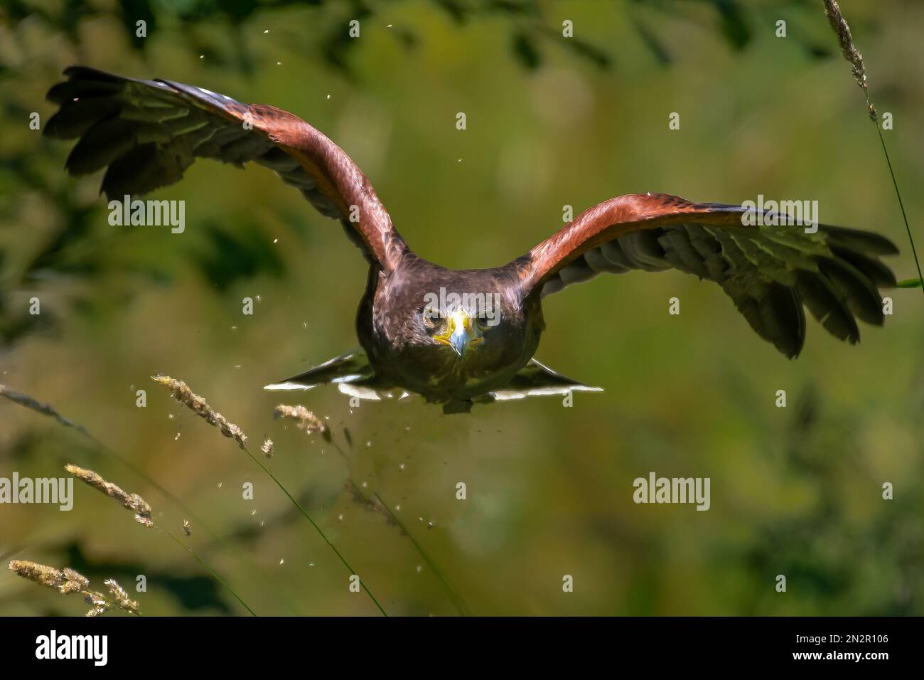 Red tailed hawk looking at camera hi-res stock photography and images ...