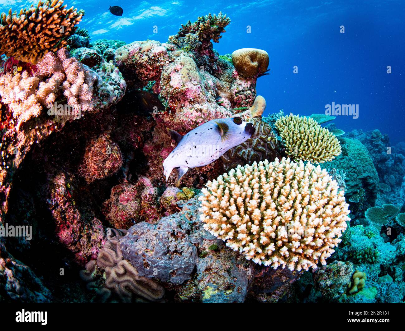 Lizard island reefs hi-res stock photography and images - Alamy