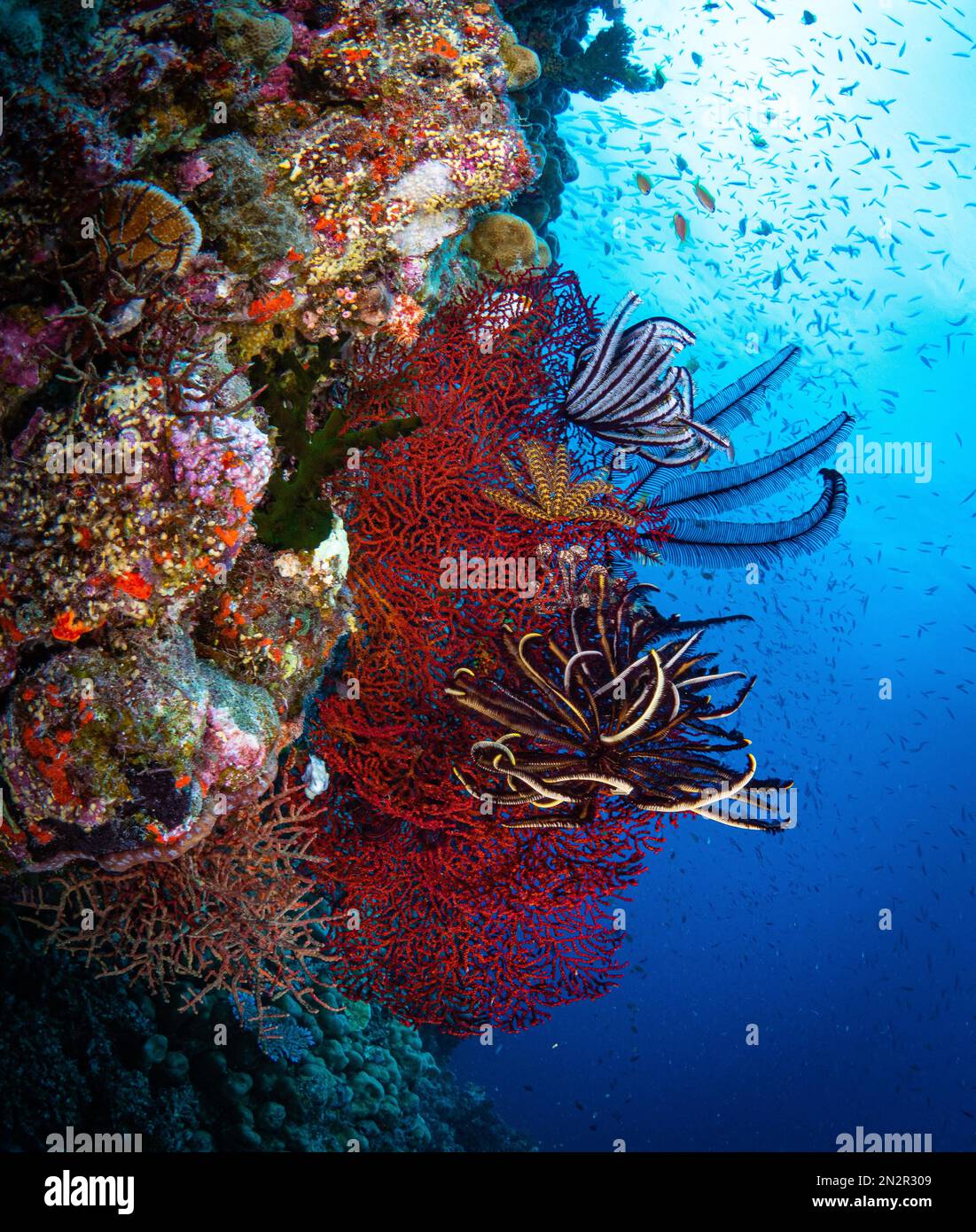 Red gorgonian sea fan with feather stars and schooling reef fish the ...