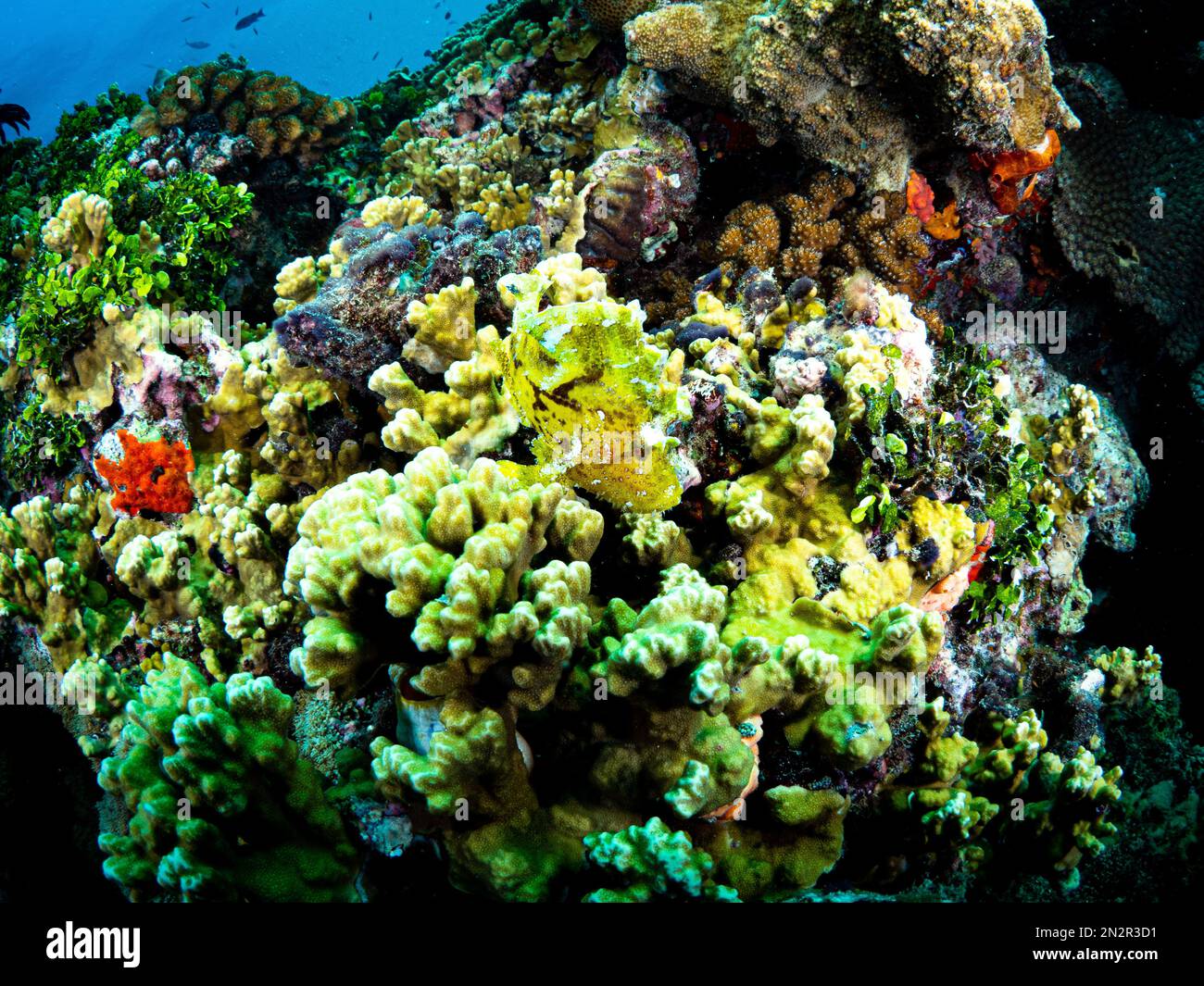 Green and yellow leaf scorpion fish on coral, Ribbon Reef 3 The Great ...