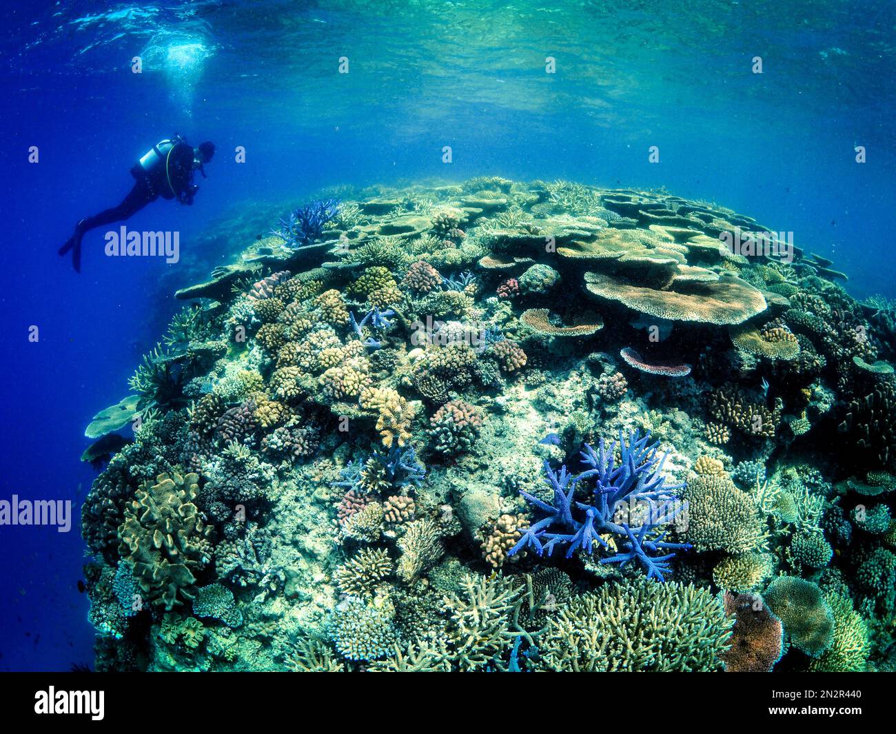 Scuba diver exploring Great Barrier Reef high coral cover and diversity ...