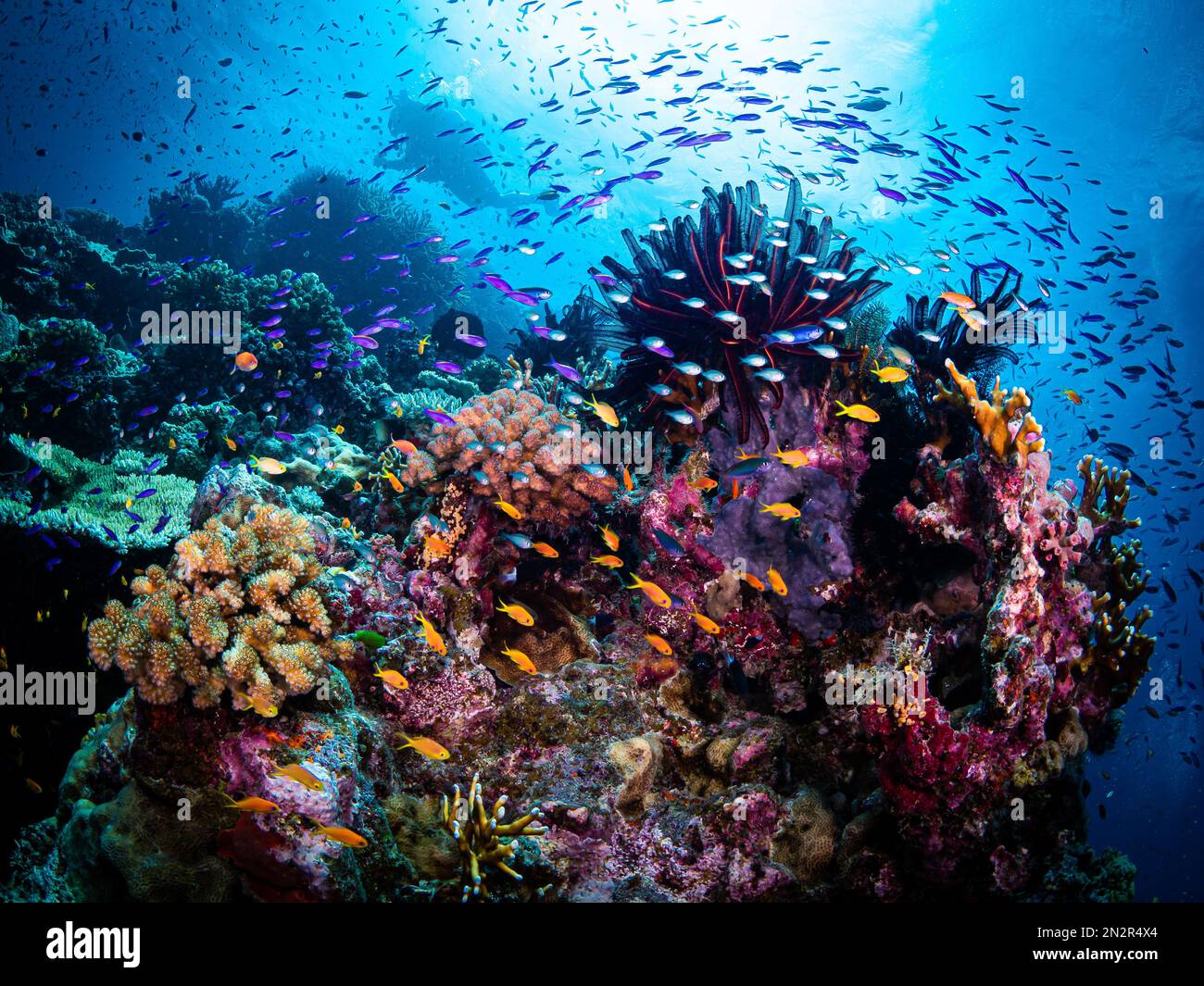 Ribbon Reef landscape with scuba diver silhouette with purple and ...