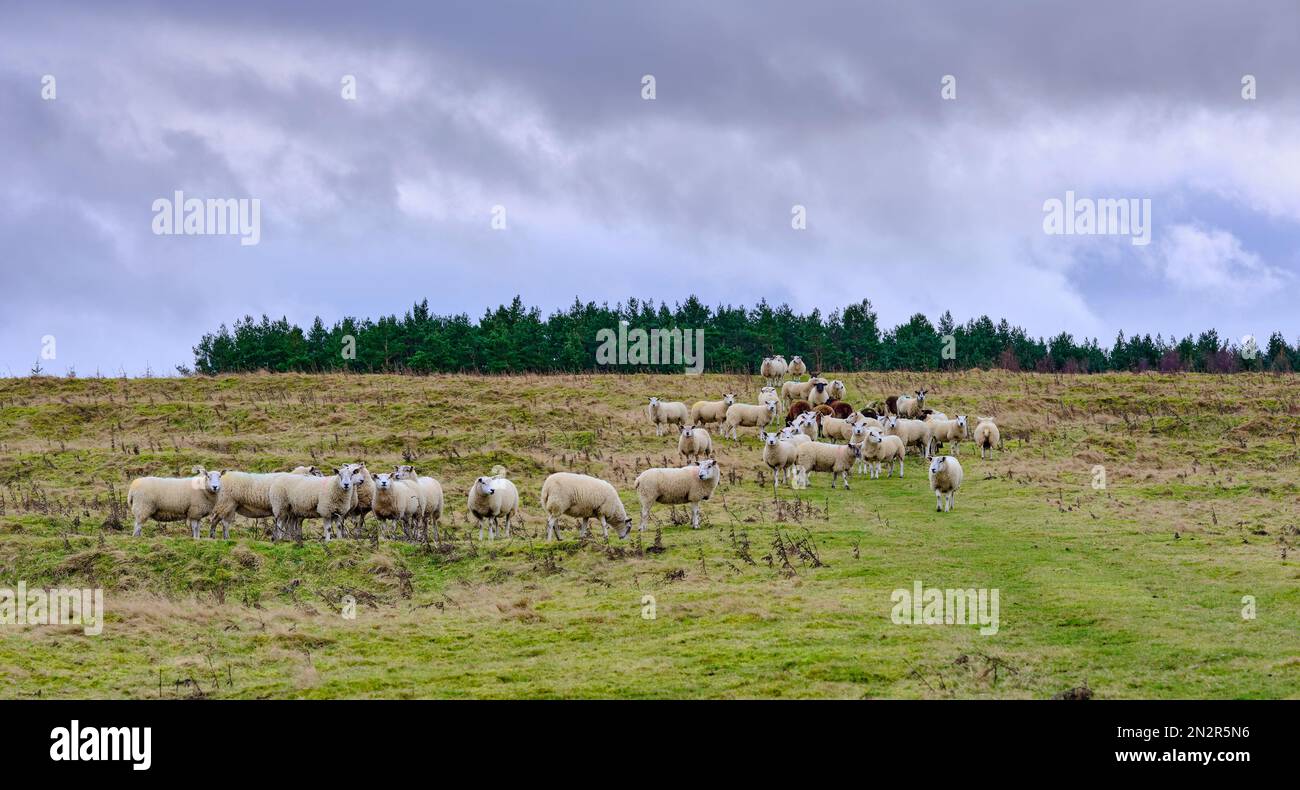 Flock of sheep grazing on the high moorland slopes of Colsterdale at ...