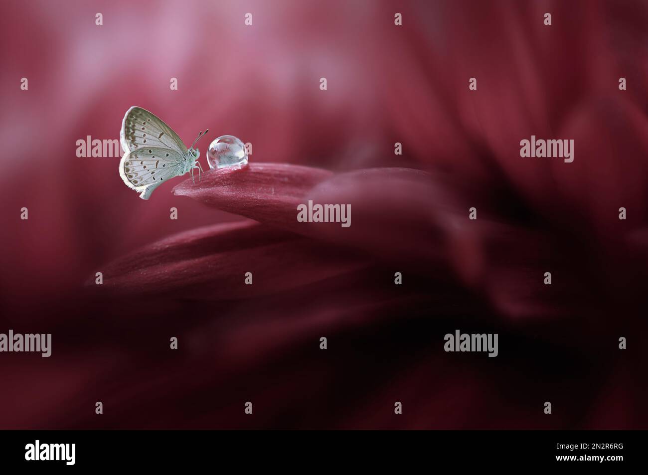 Close-up of a butterfly and water droplet on a flower petal, Indonesia ...