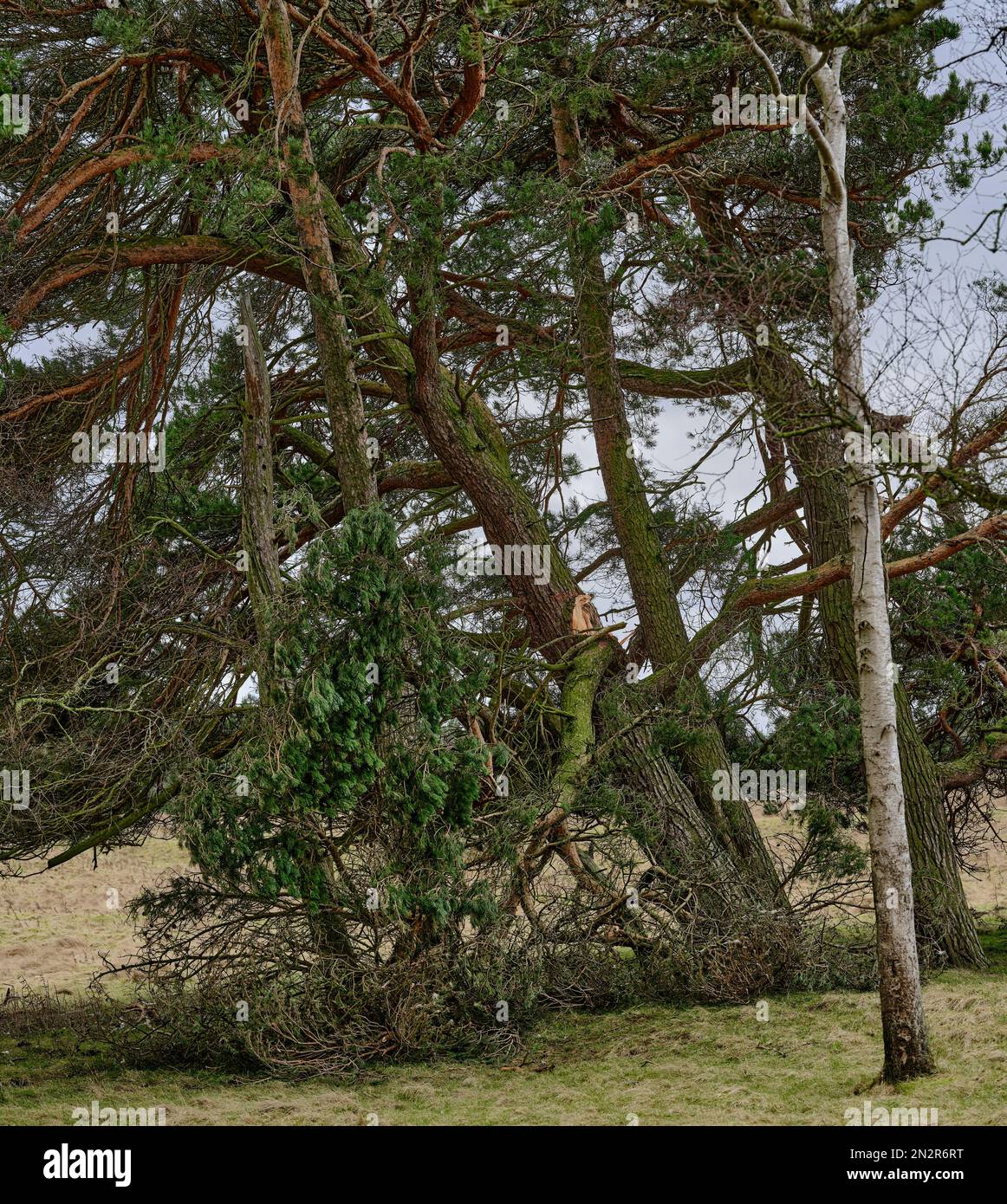 A broken branch as high winds take their toll on this fir copse in ...