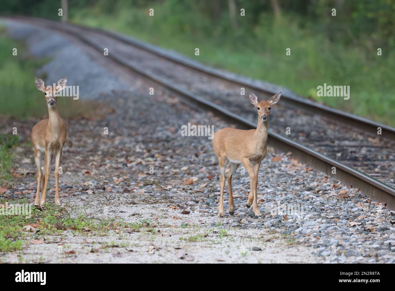 Two rails hi-res stock photography and images - Alamy