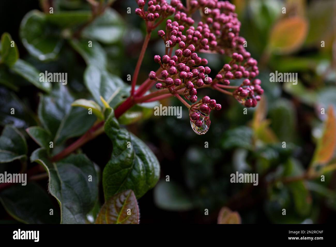 Spring buds of viburnum tinus compactum. Closeup of Viburnum Tinus 'Eve ...