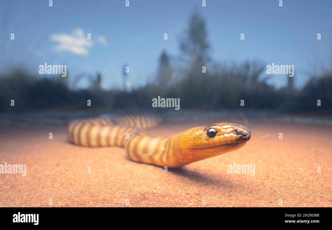 Wild Woma Python Aspidites Ramsayi On Sandy Substrate With Vegetation