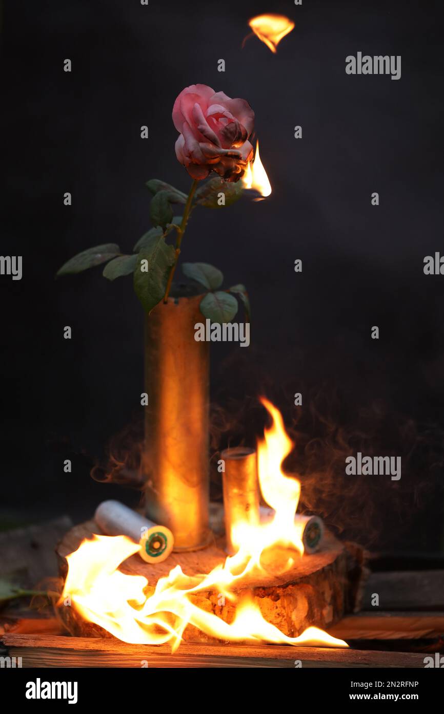 beautiful pink rose in a gun shell as a vase on dark background Stock ...