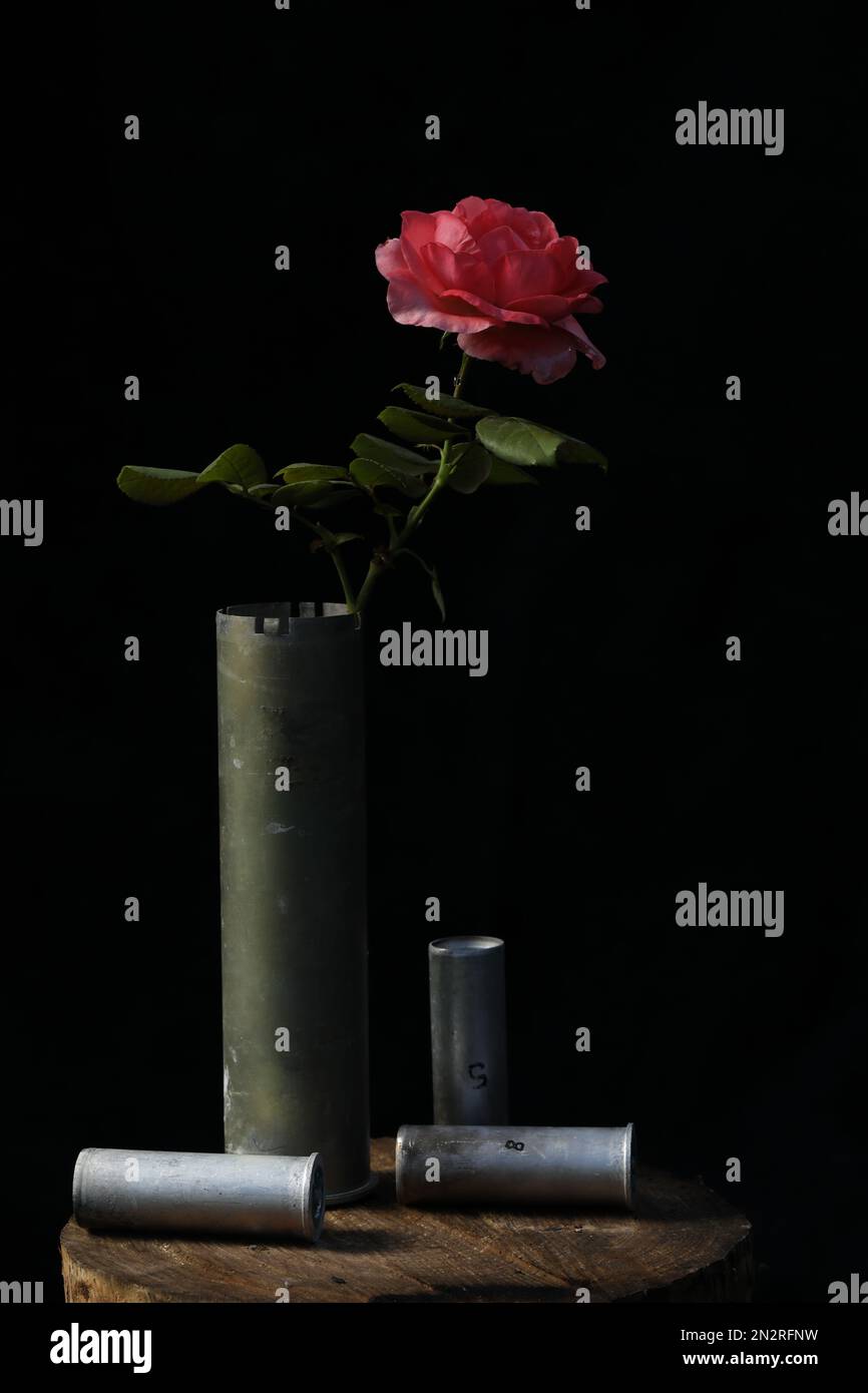 beautiful pink rose in a gun shell as a vase on dark background Stock ...
