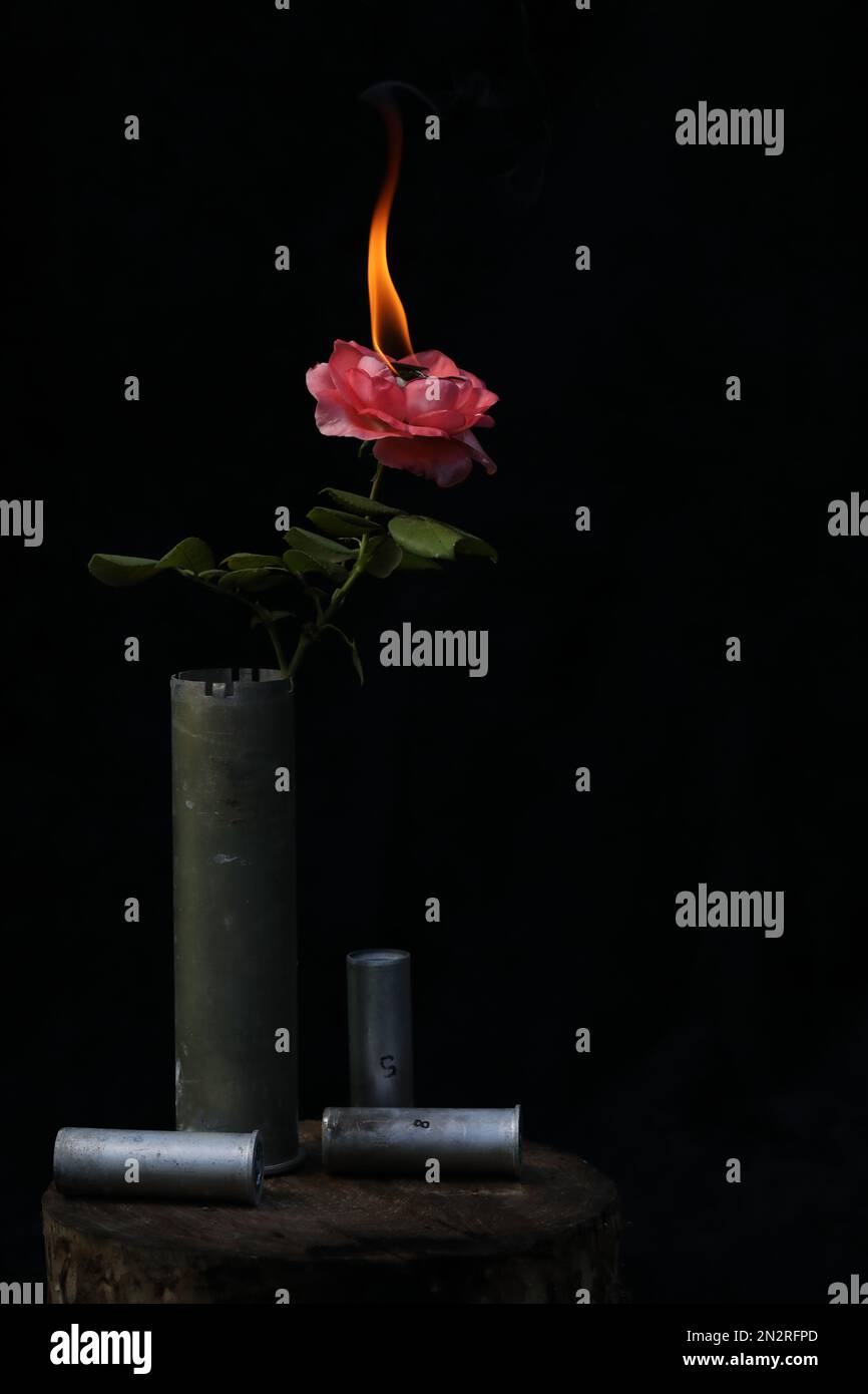 beautiful pink rose in a gun shell as a vase on dark background Stock ...