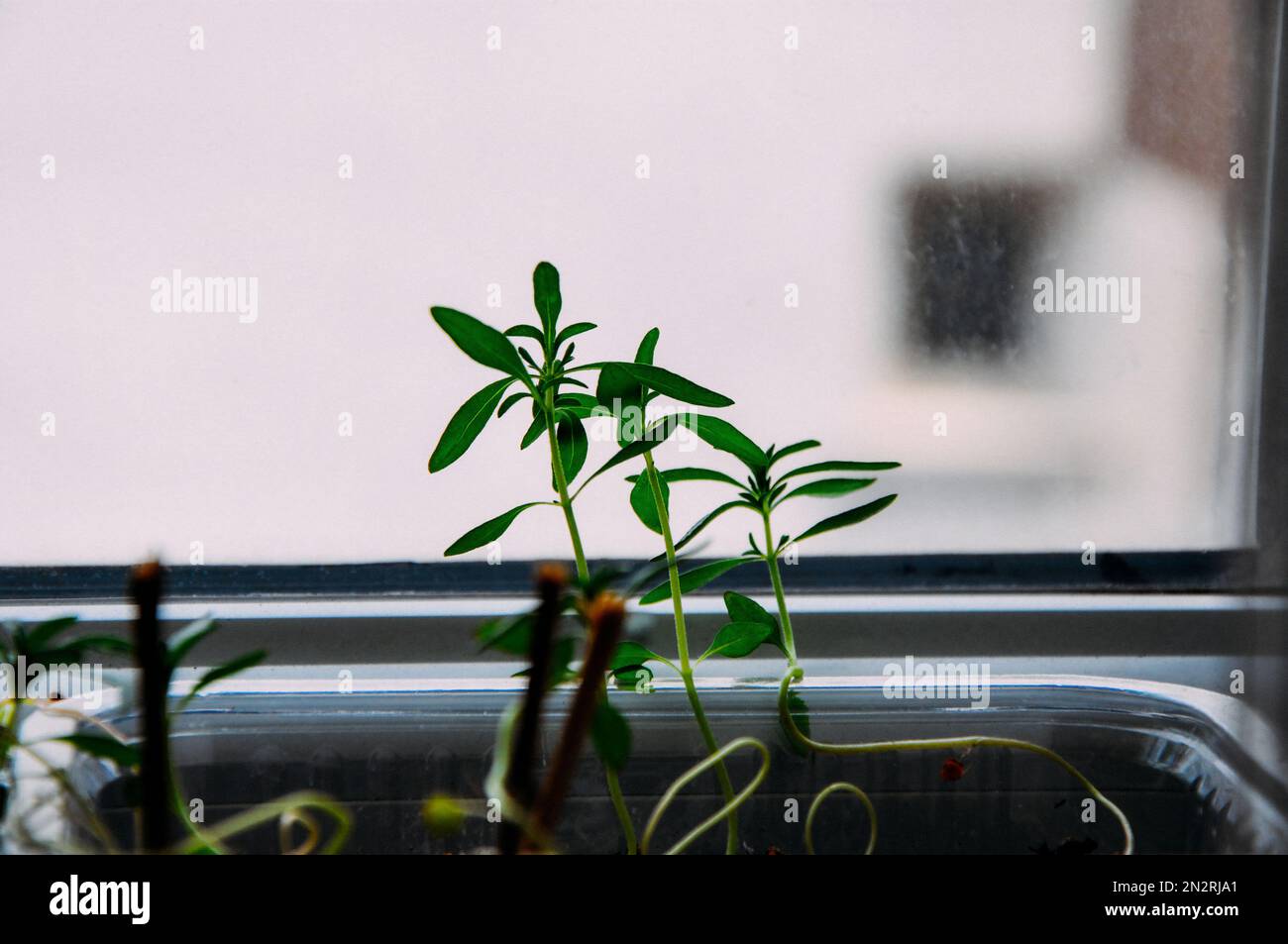 Rosemary sprouts in a pot standing at home on the window close-up ...