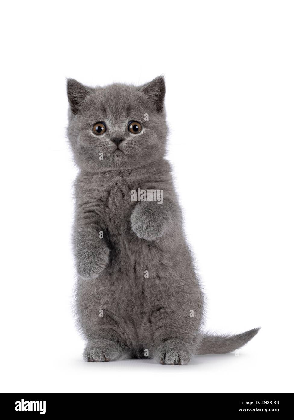 Cute grey British Shorthair cat kitten, sitting up on hind legs like ...