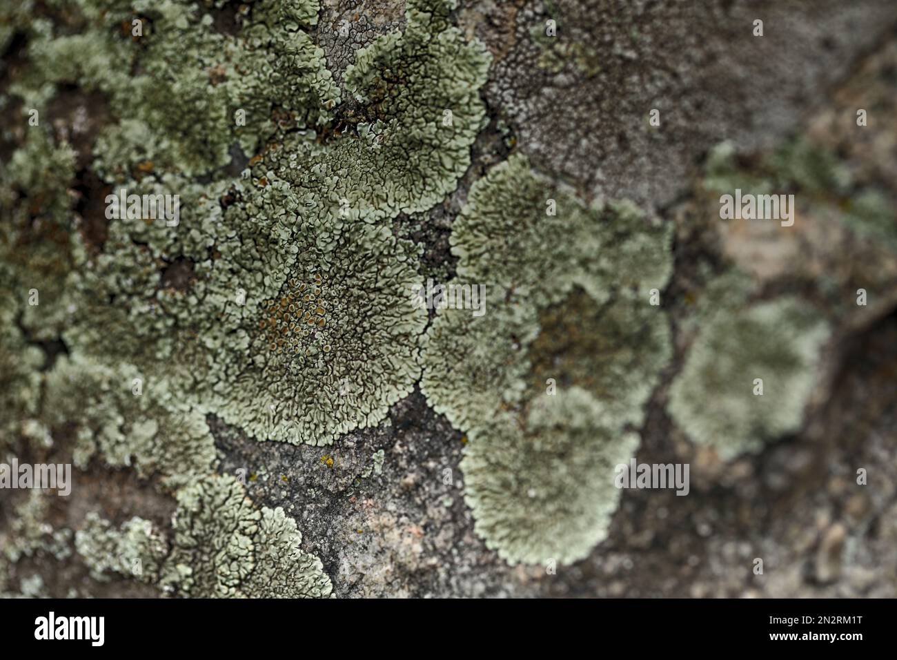 macro with old stone and green lichen pattern Stock Photo - Alamy