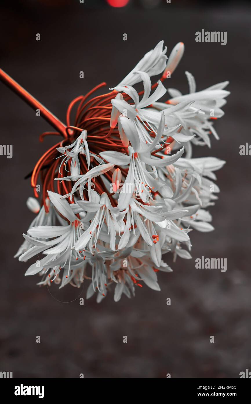 The flower stands out when it's right alone Stock Photo - Alamy