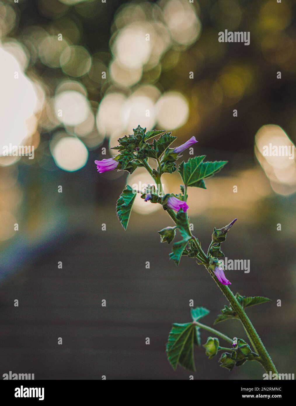 Outstanding flower hi-res stock photography and images - Alamy