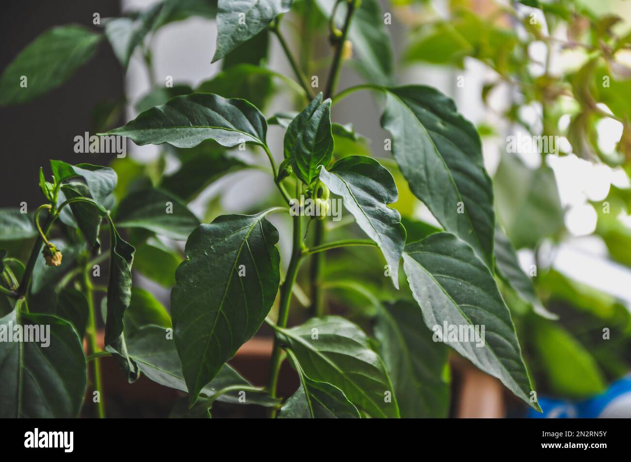Young pepper seedlings and dying flowers in container on window sill ...