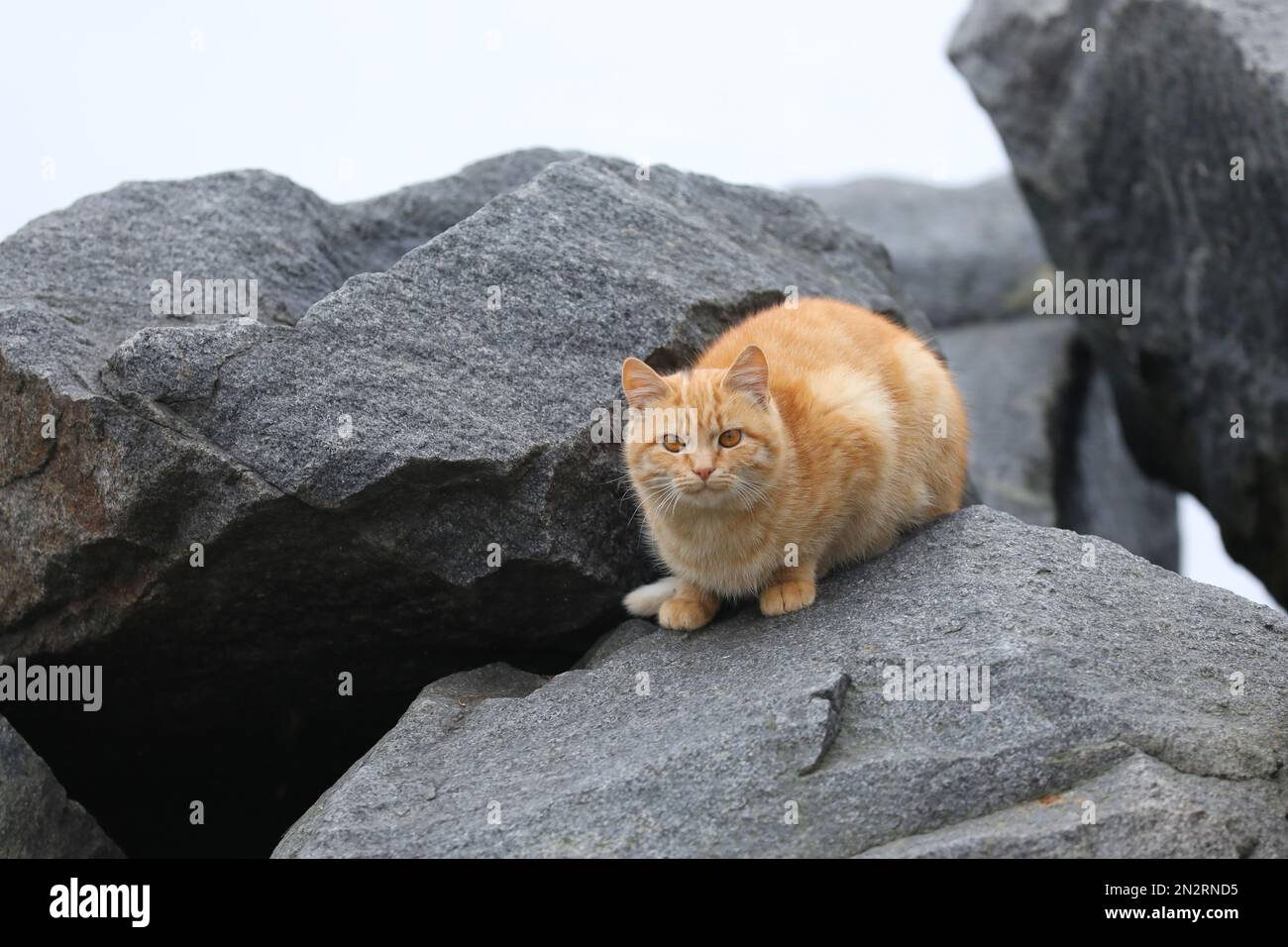 Small outdoor cat hi-res stock photography and images - Alamy