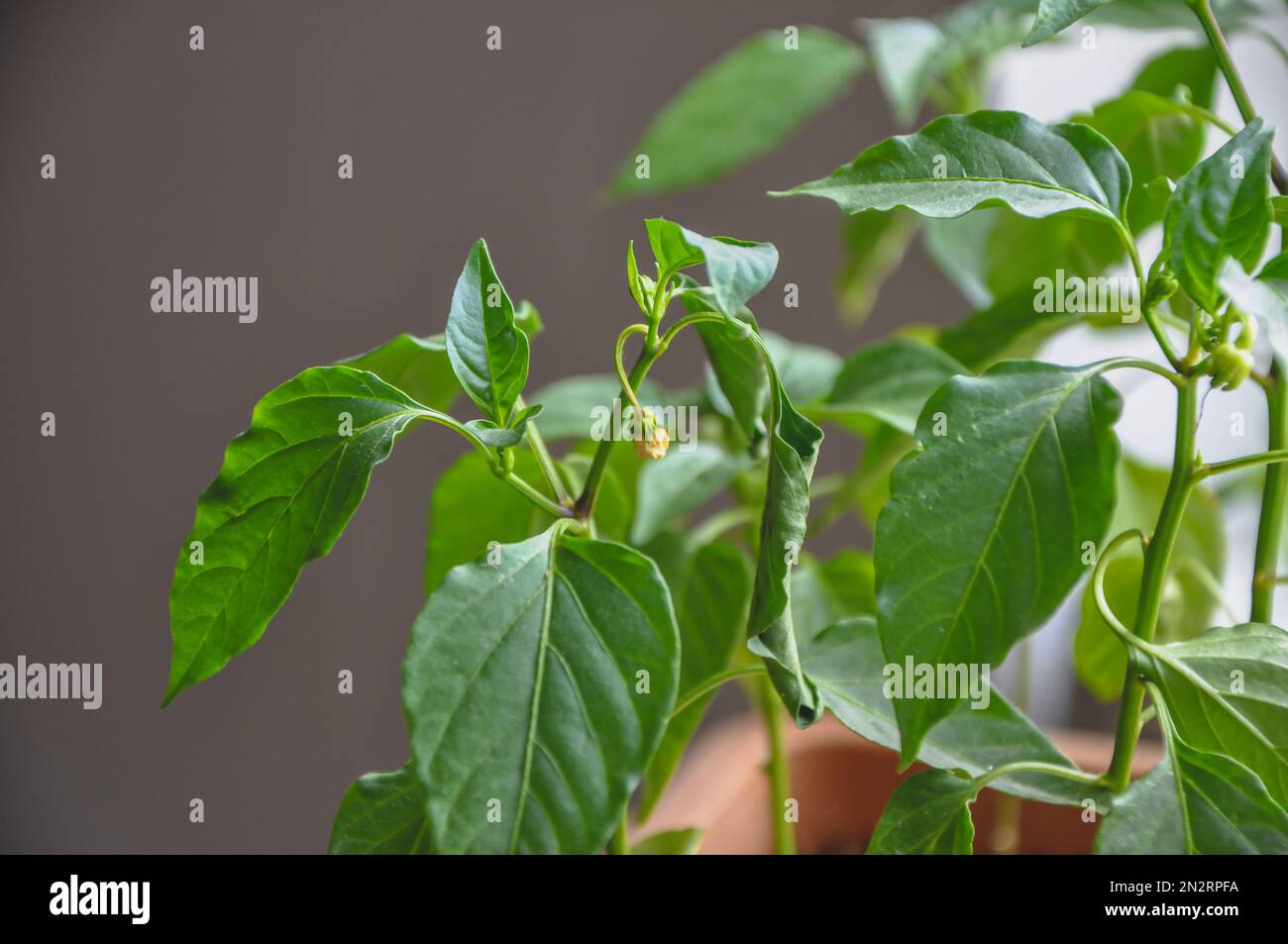 Young pepper seedlings and dying flowers in container on window sill ...