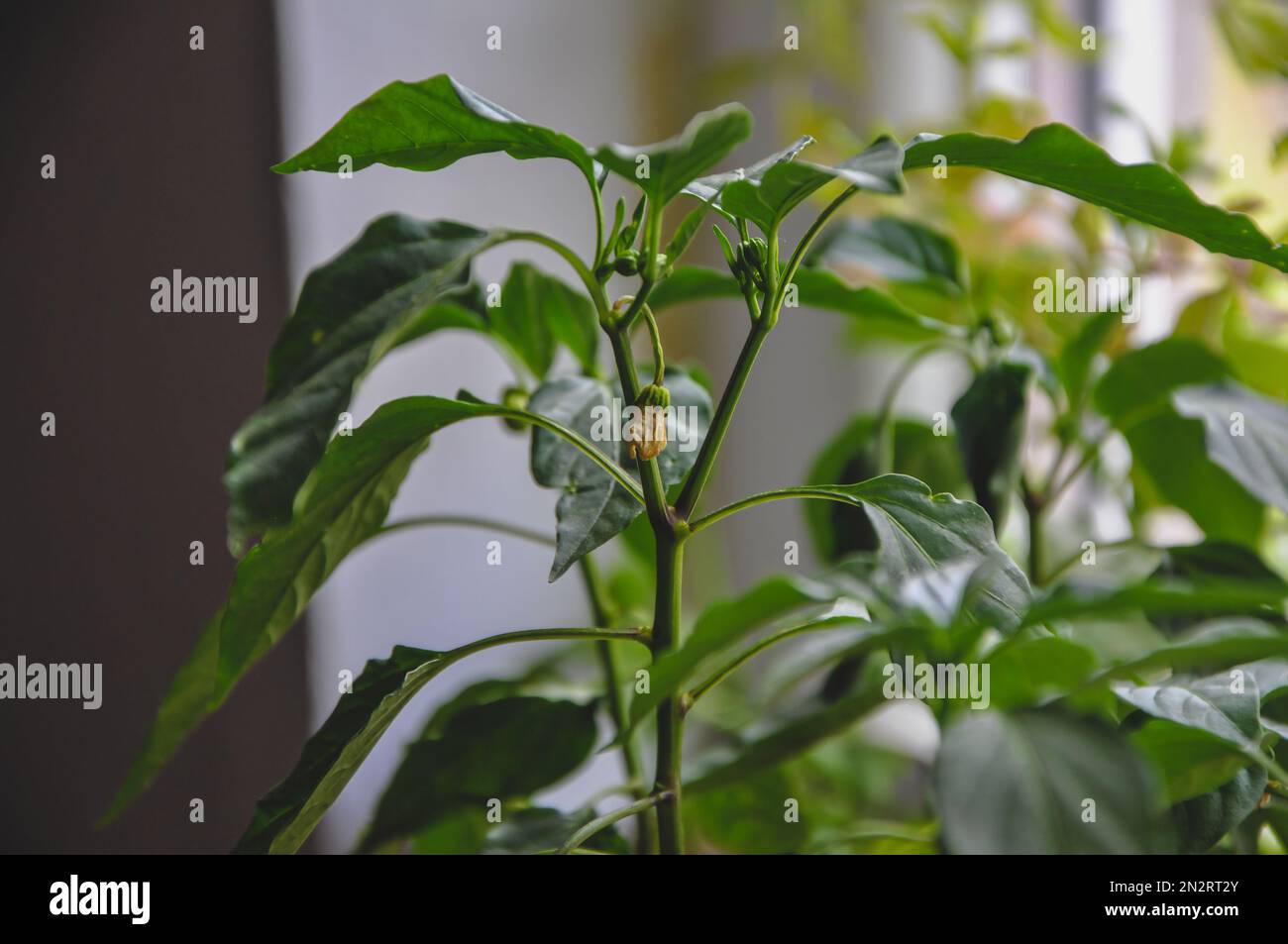 Young pepper seedlings and dying flowers in container on window sill ...