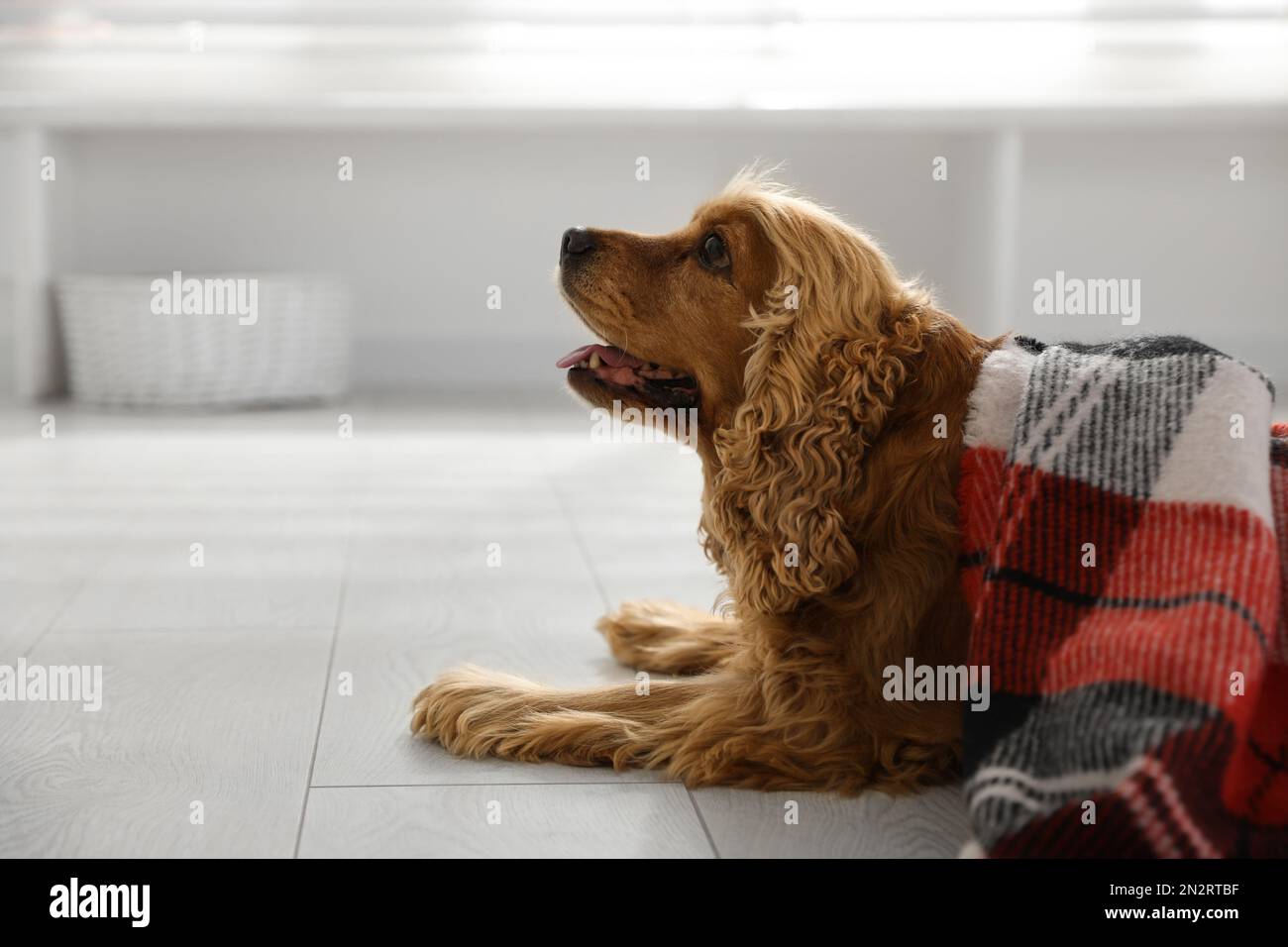 Cute English cocker spaniel dog with plaid on floor Stock Photo - Alamy