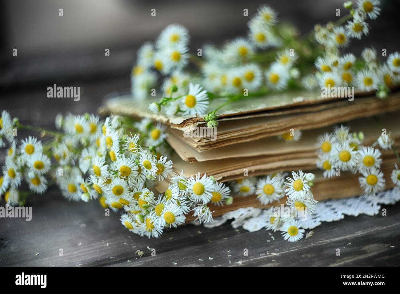 still life with old book and white summer flowers Stock Photo - Alamy