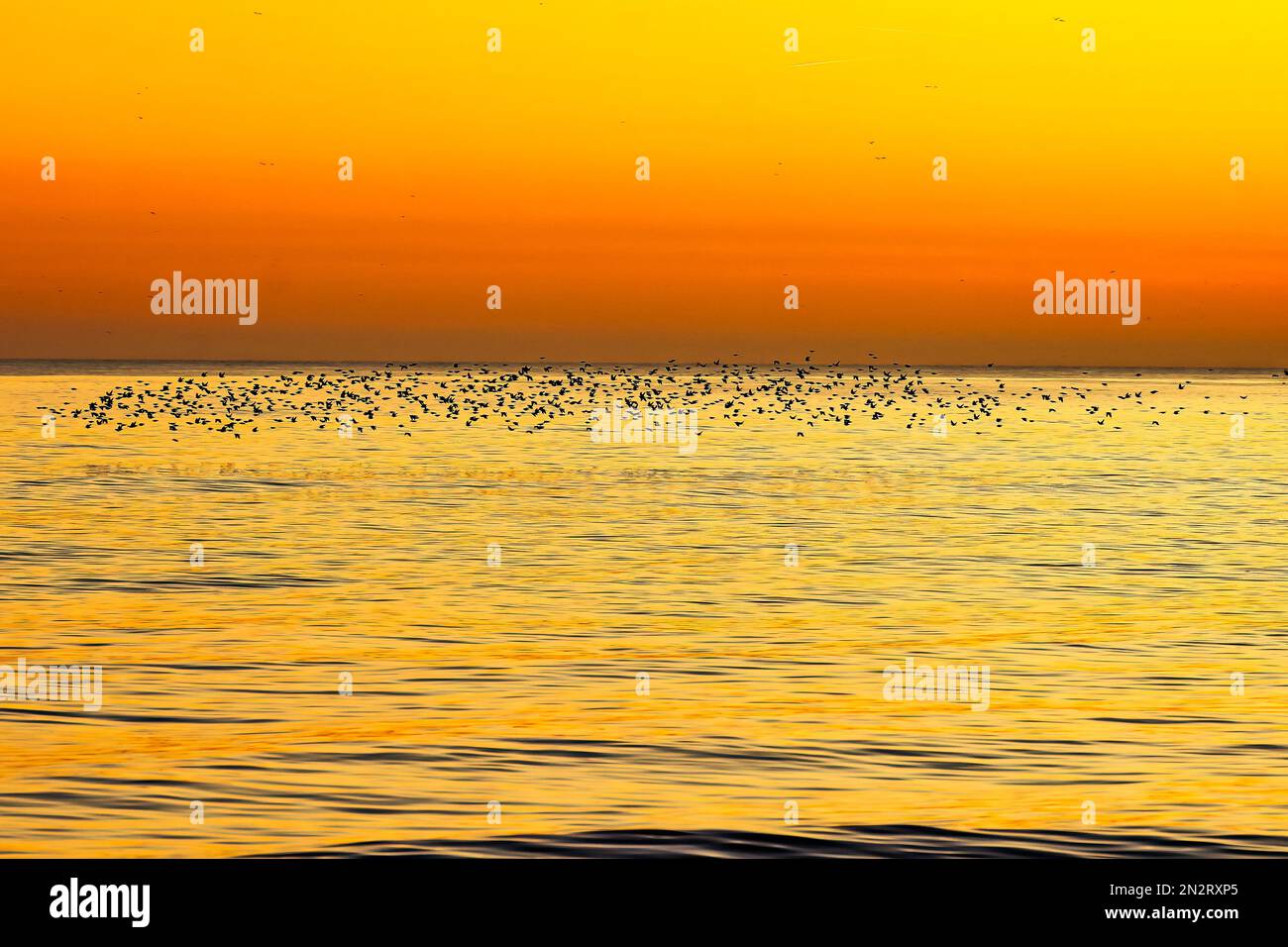 Uk murmuration 2023 hi-res stock photography and images - Alamy