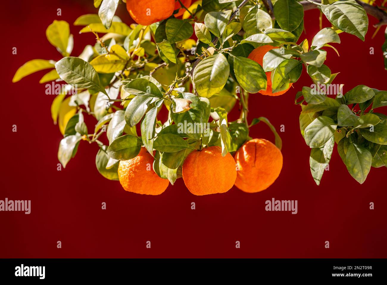 Bitter orange trees hi-res stock photography and images - Alamy