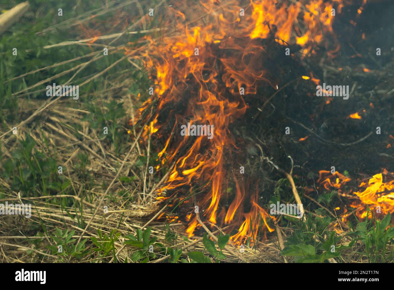 Burning plants in fire. Forest fire. Smoke and fire. Environmental ...