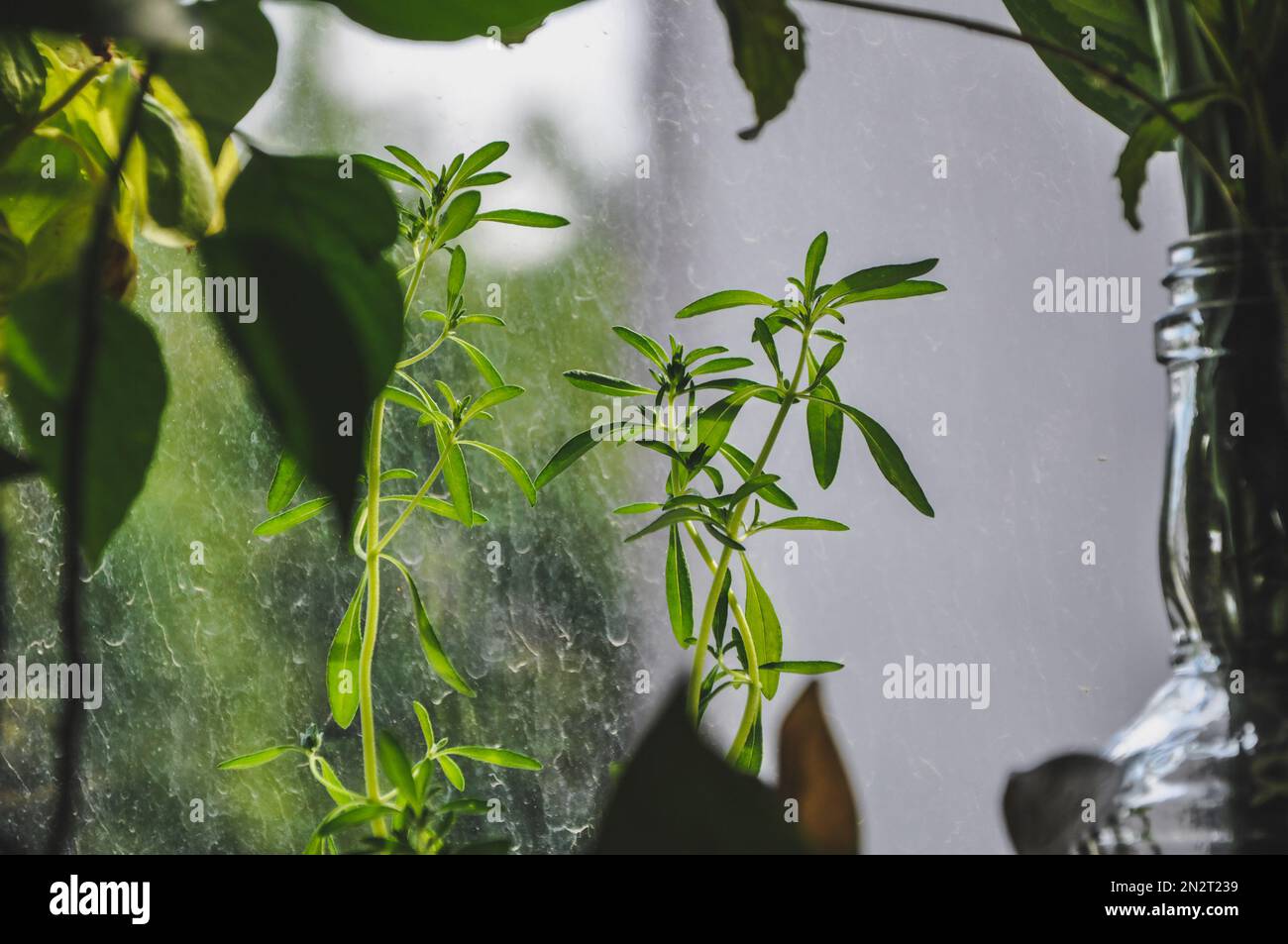Rosemary sprouts in a pot standing at home on the window close-up ...